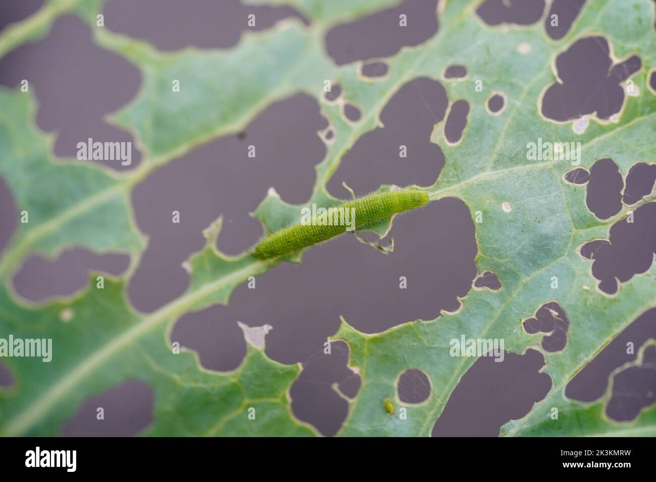 The larvae of the white butterfly Pieris brassicae destroy the cabbage ...