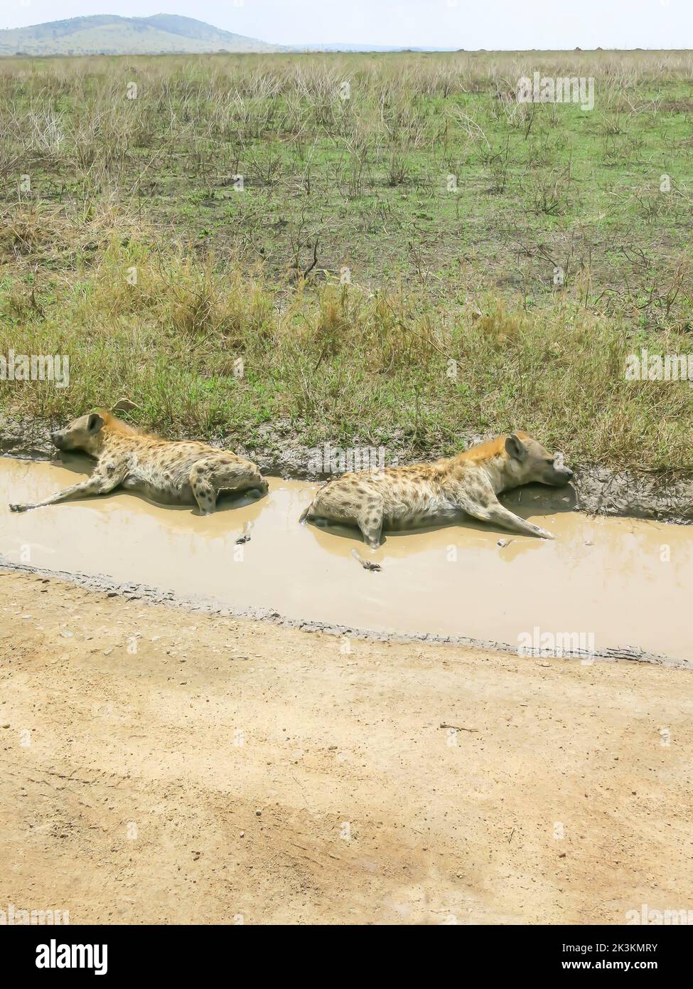 Hyaeridae hi-res stock photography and images - Alamy