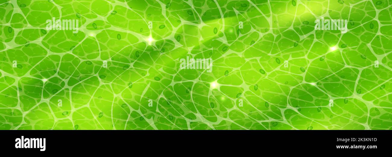 Plant cell texture under a microscope or abstract green wallpaper Stock ...
