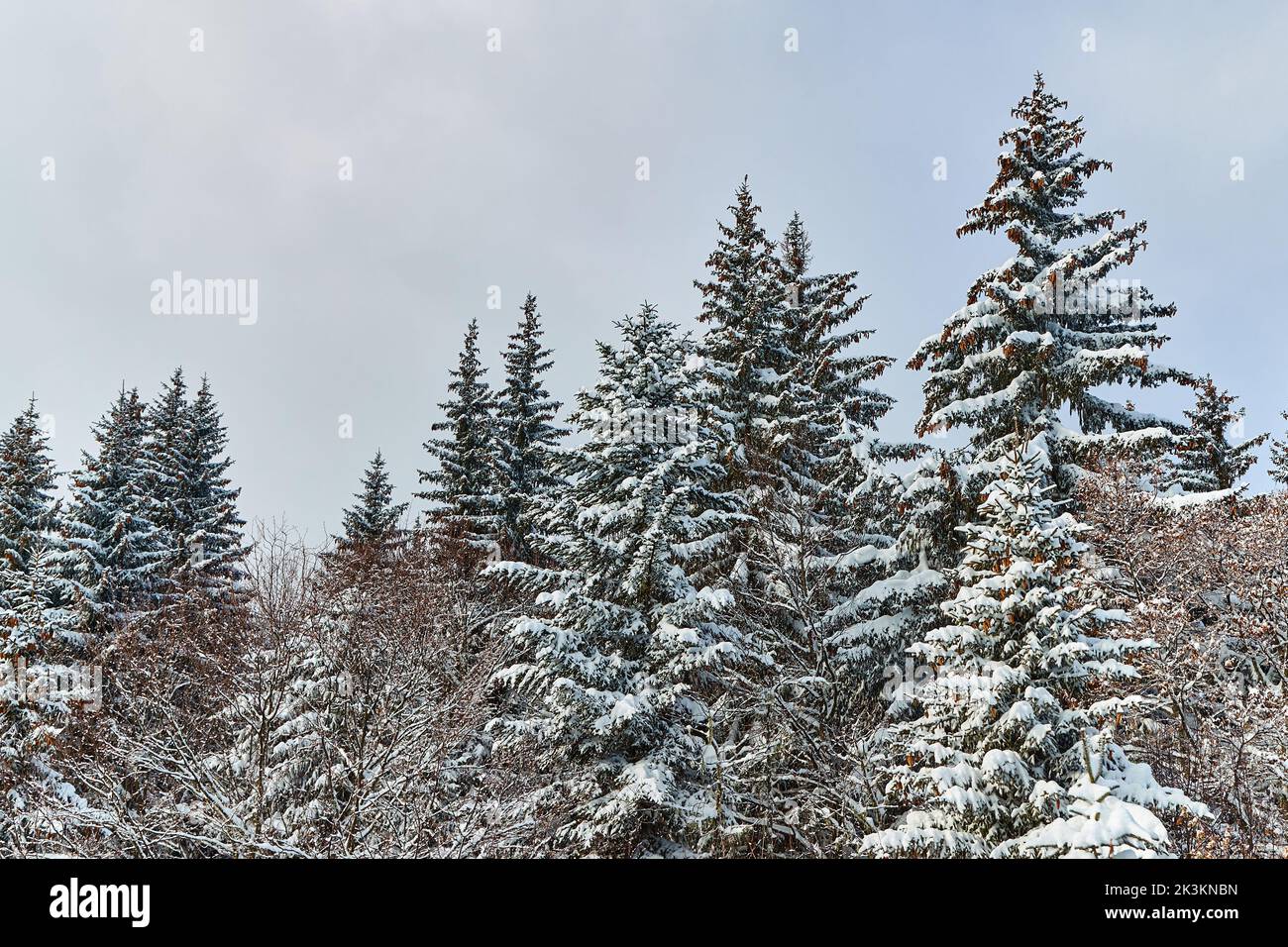 Winter Landscape with Trees, Falling Snow Stock Photo - Alamy
