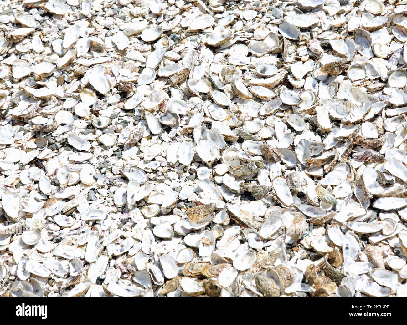 thousands of oyster shells thrown by tourists on the beach after eating ...