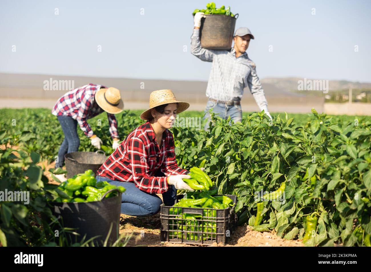 Female farm worker harvests bell peppers while man carries basket of ...