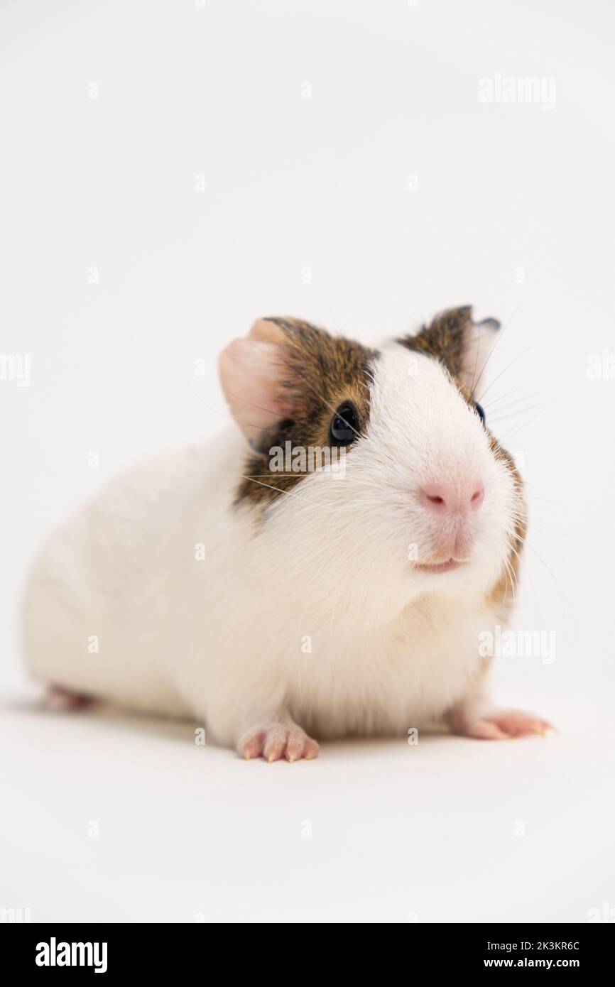 A small guinea pig aged 2 months sits on a white background Stock Photo ...