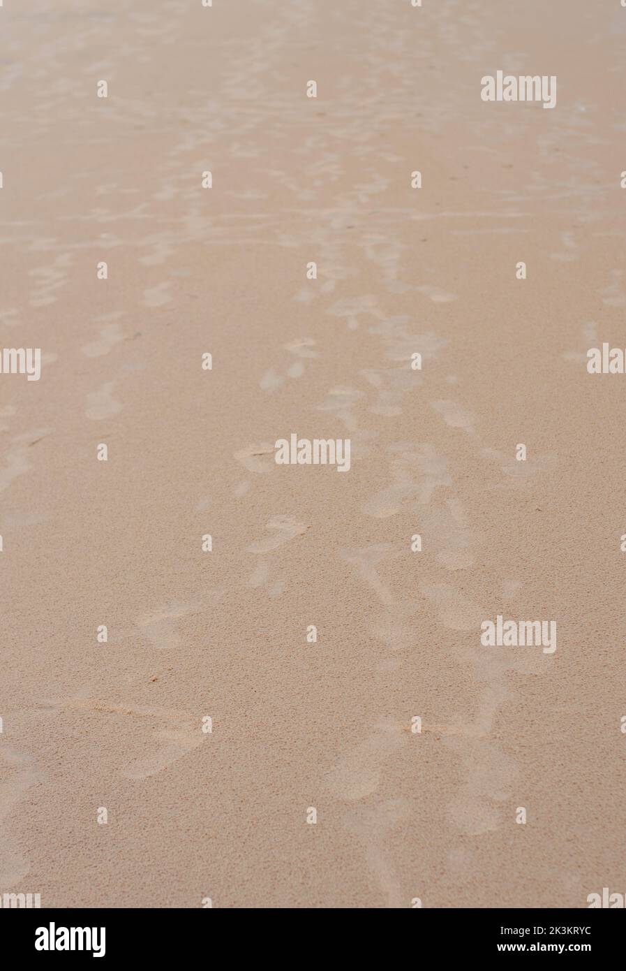 Footsteps on Sand. Footprints on Sandy Sea beach. Puri Orissa India ...