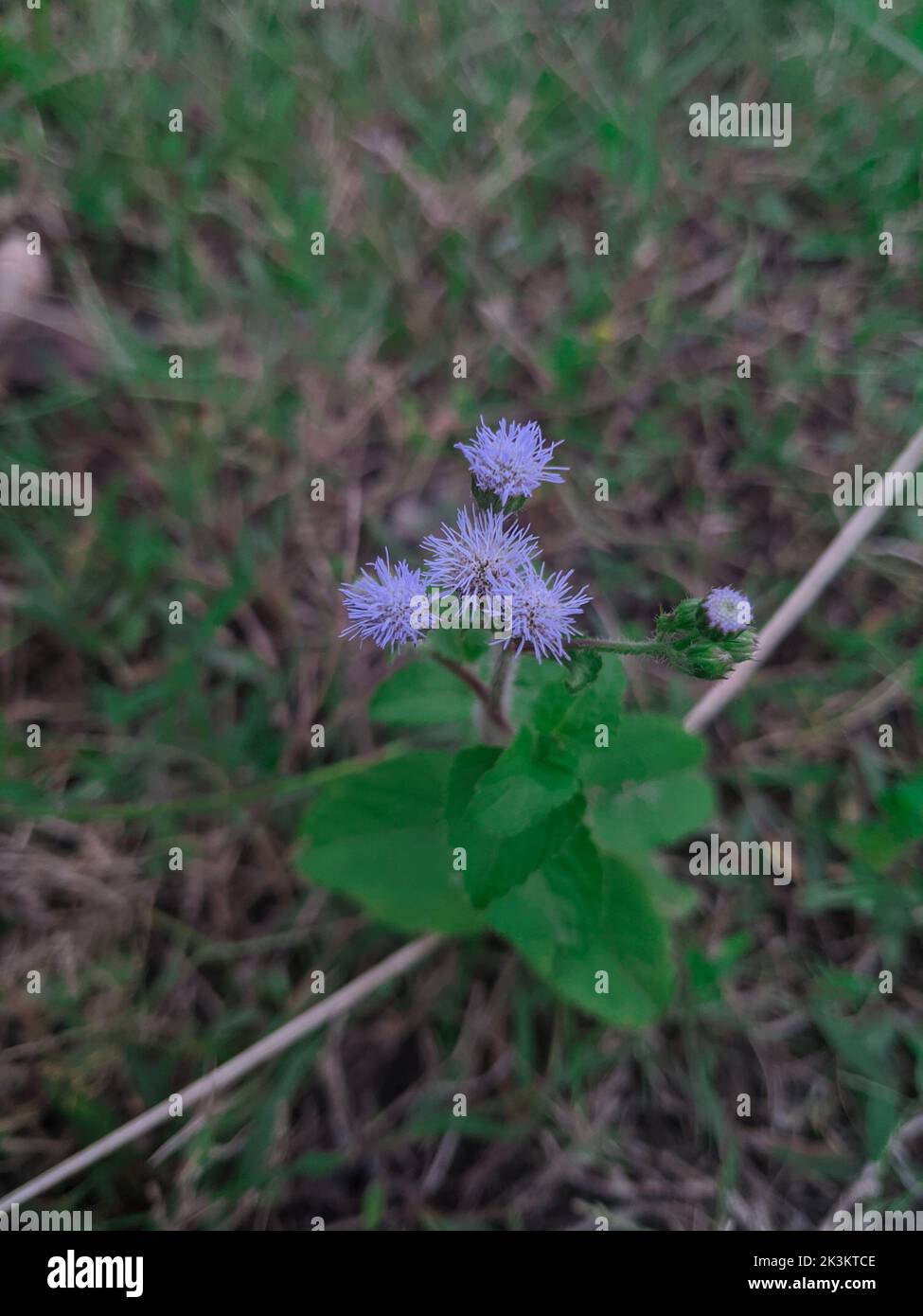 A vertical shot of a mist flower on a field Stock Photo - Alamy