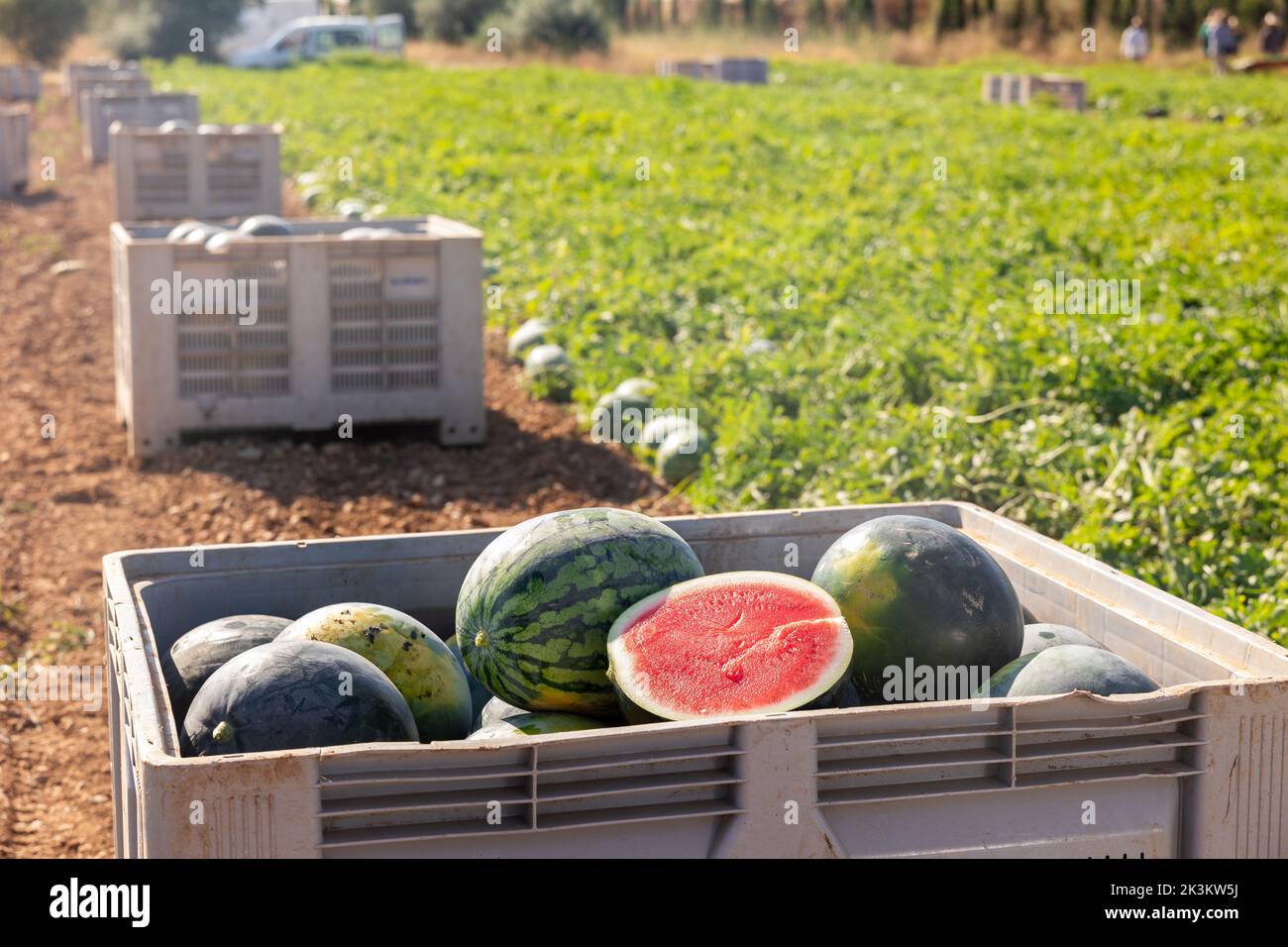 Crate with harvest of watermelons on farm field in summer Stock Photo ...