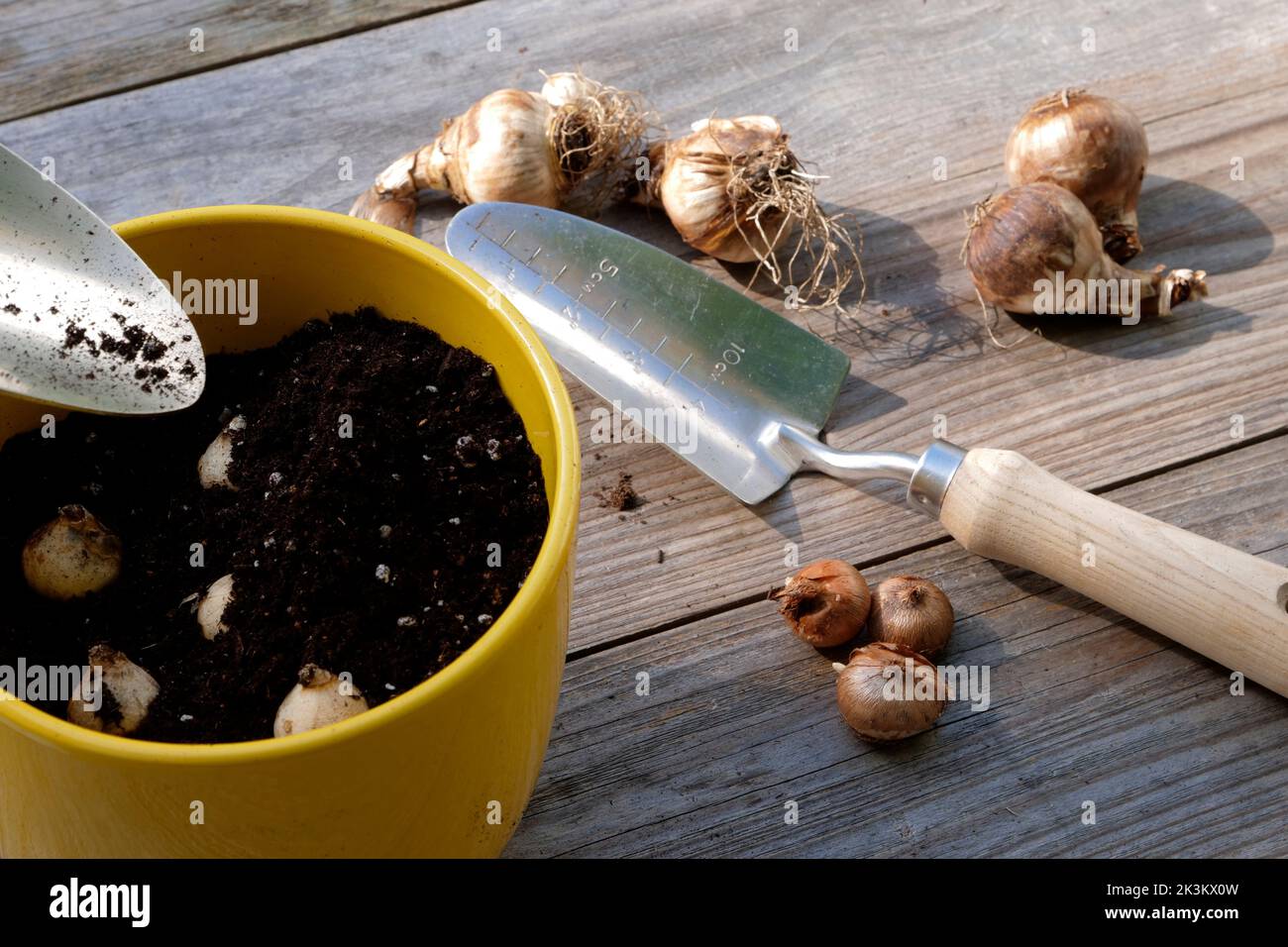 garden bulbs being planted in a pot Stock Photo - Alamy