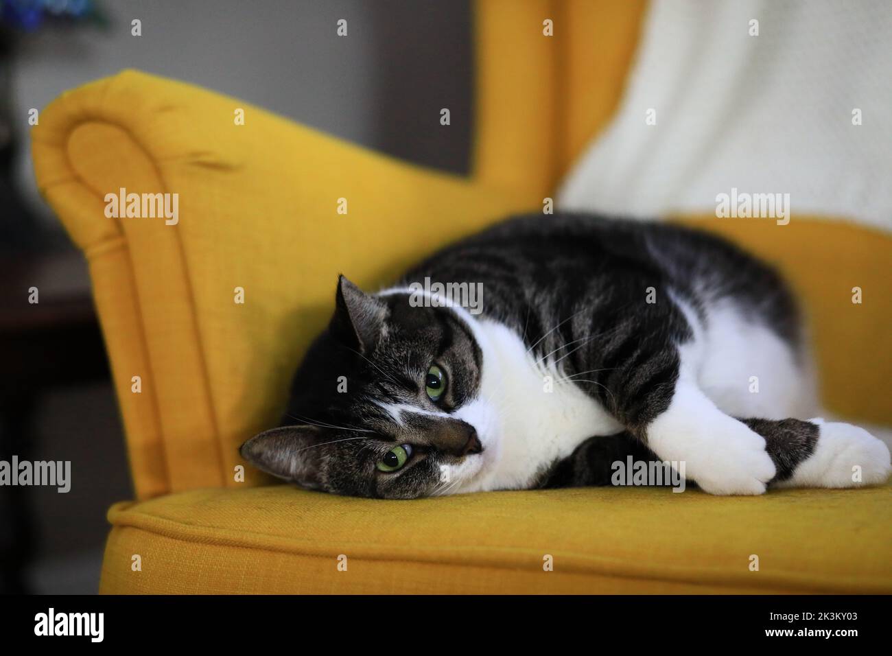 Cat lounging hi-res stock photography and images - Alamy