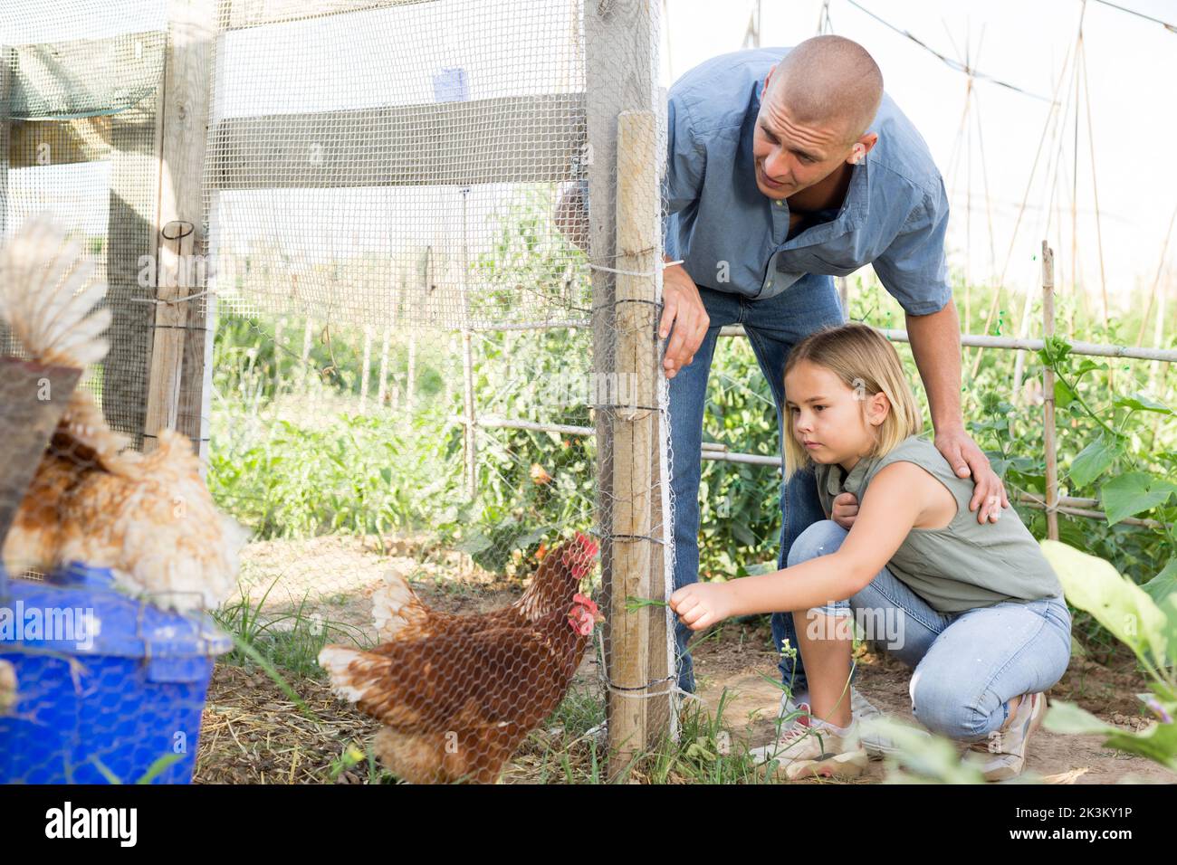 Dad and daughter feeding chickens Stock Photo - Alamy