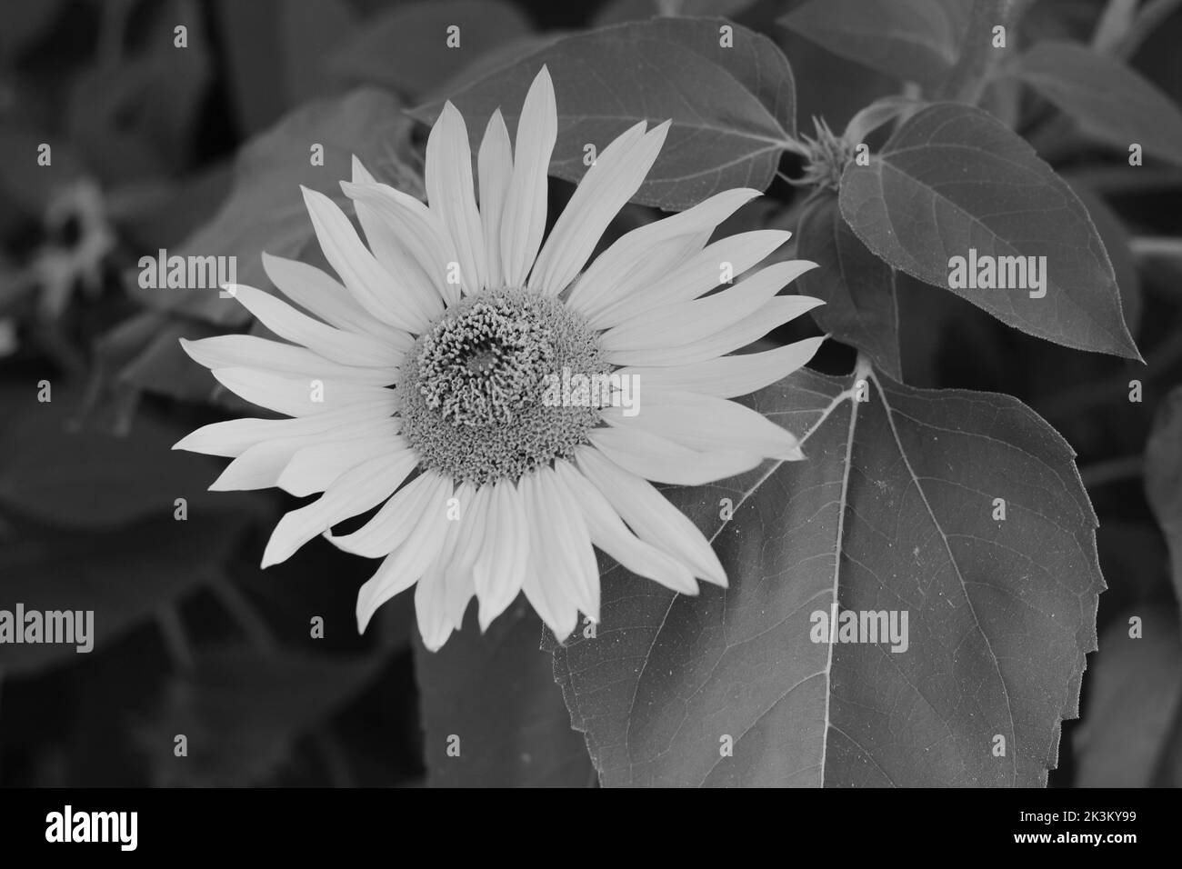 Beautiful wild sunflower growing in the morning meadow in a black and ...