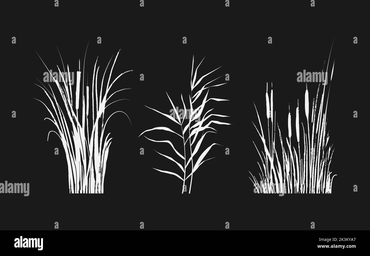 Isolated vector drawing.Image of a white reed or bulrush on a black ...