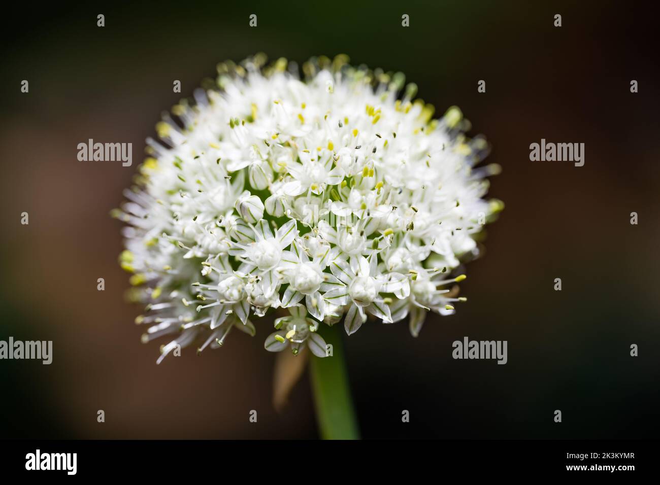 Allium stipitatum persian shallot flower hi-res stock photography and ...