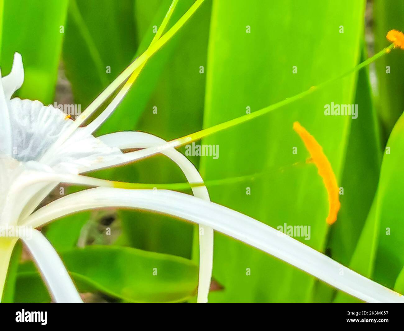 Hymenocallis caribaea caribbean spider-lily unique style white flower ...