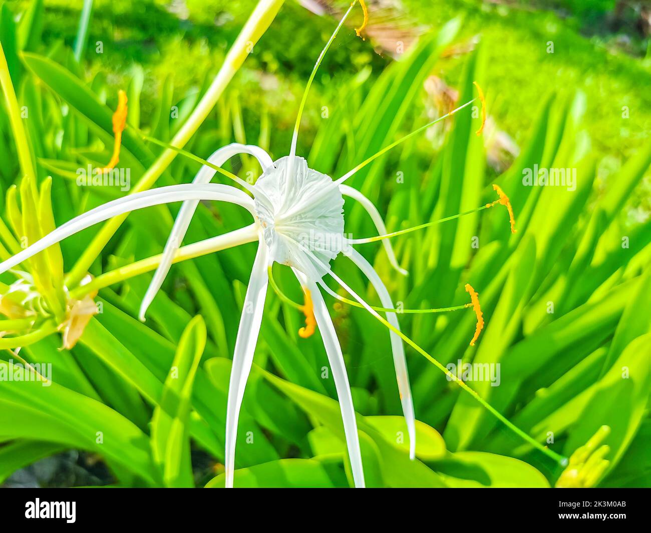 Hymenocallis caribaea caribbean spider-lily unique style white flower ...