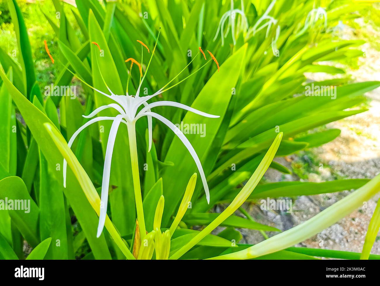 Hymenocallis caribaea caribbean spider-lily unique style white flower ...