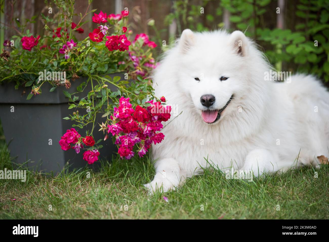 White Samoyed puppy sits on the green grass with flowers. Dog in nature ...