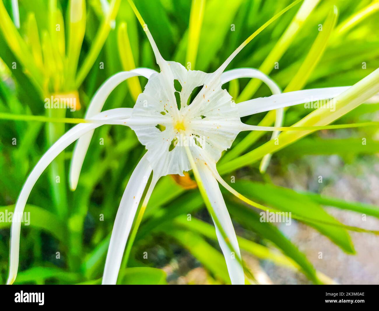 Hymenocallis caribaea caribbean spider-lily unique style white flower ...