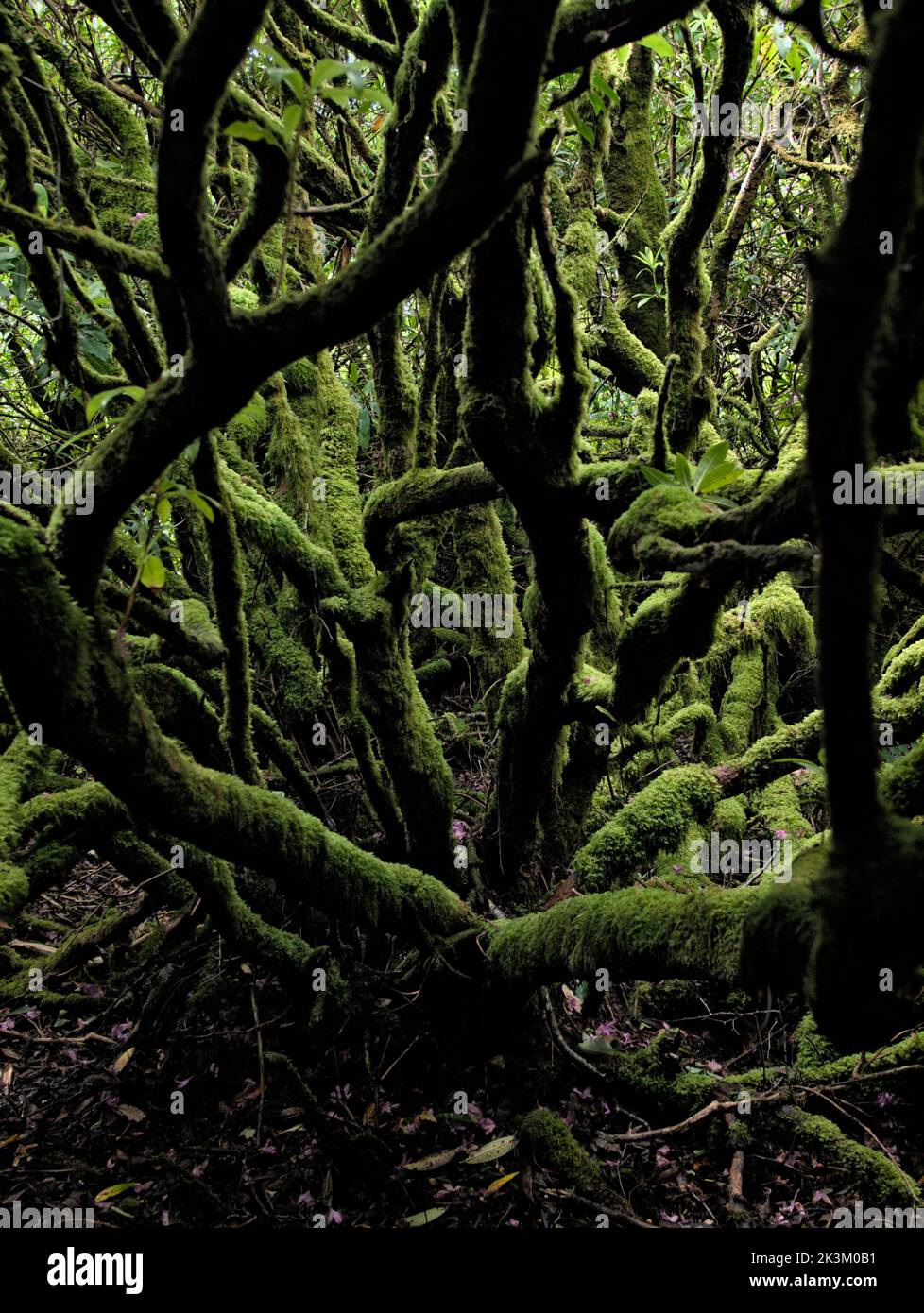 A heavy coat of moss on twisted branches in the rhododendhron walk at ...