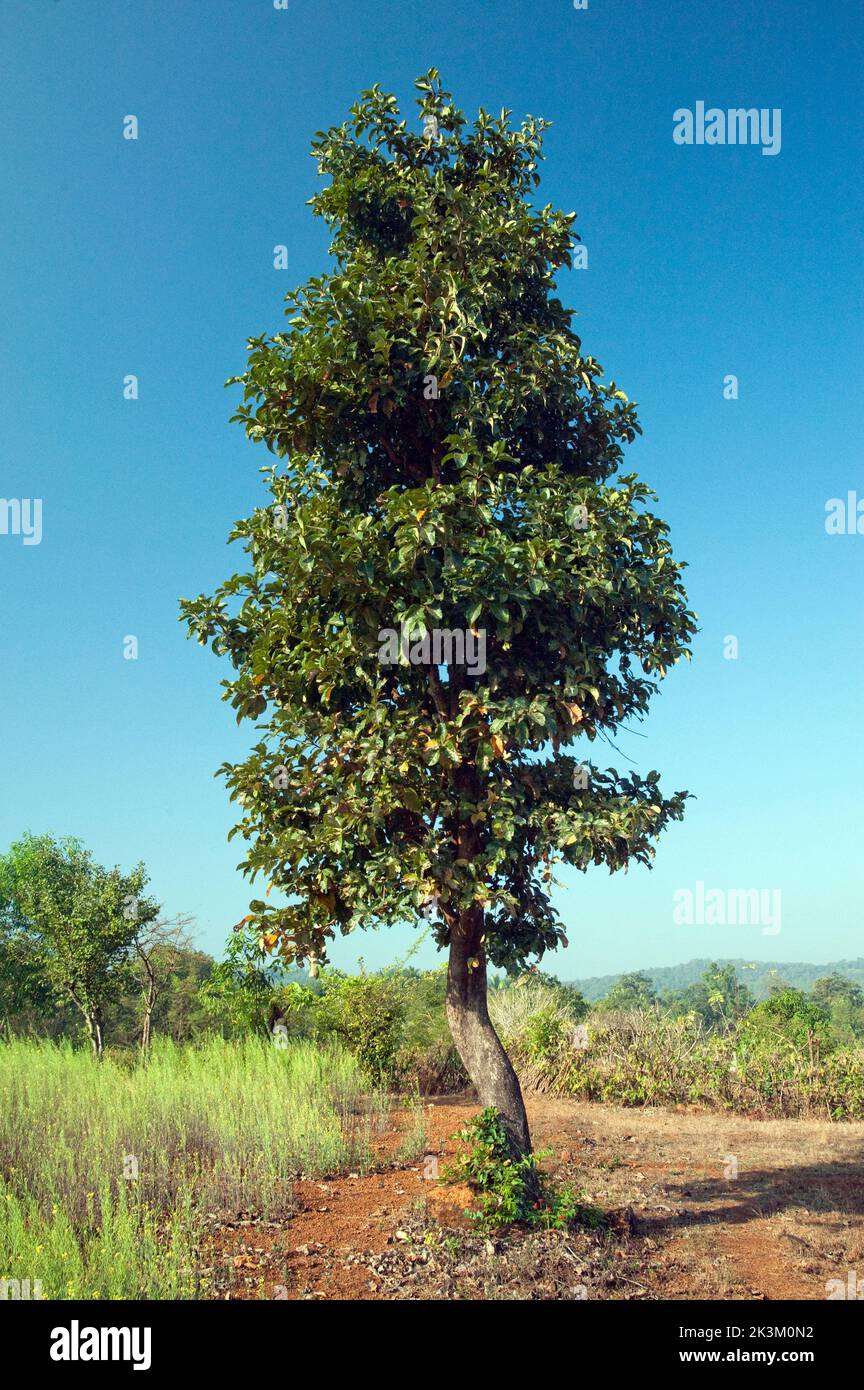 Tree beach Almond local name Beheda use for medicine at Lanja district ...