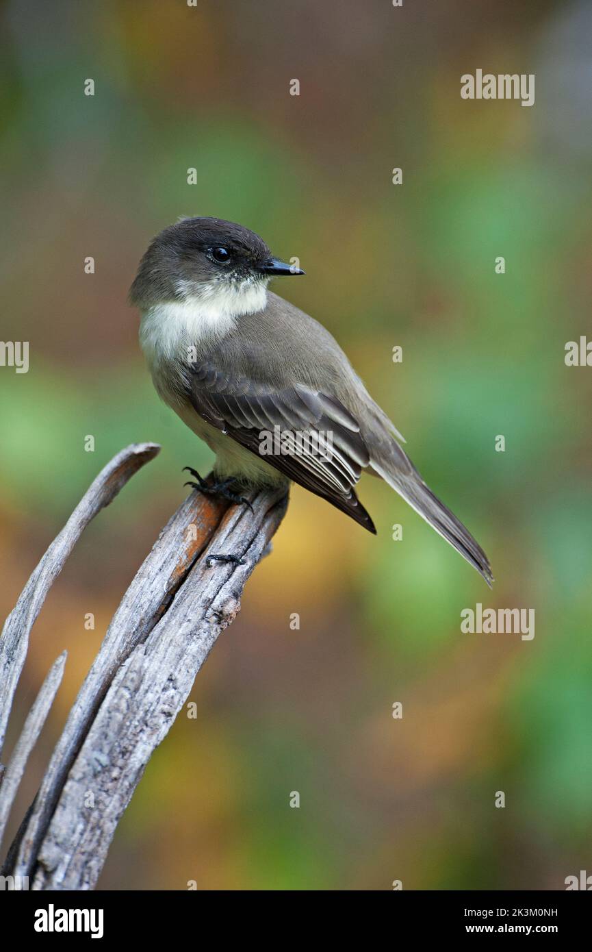 Eastern Phoebe during fall migration Stock Photo - Alamy