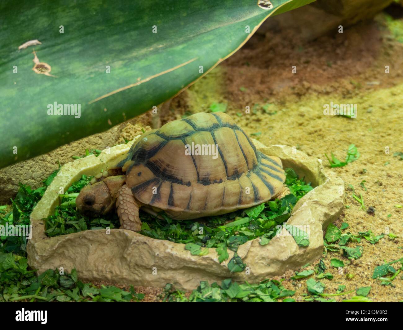 A Kleinmann's tortoise (Testudo kleinmanni) under a green leaf Stock ...