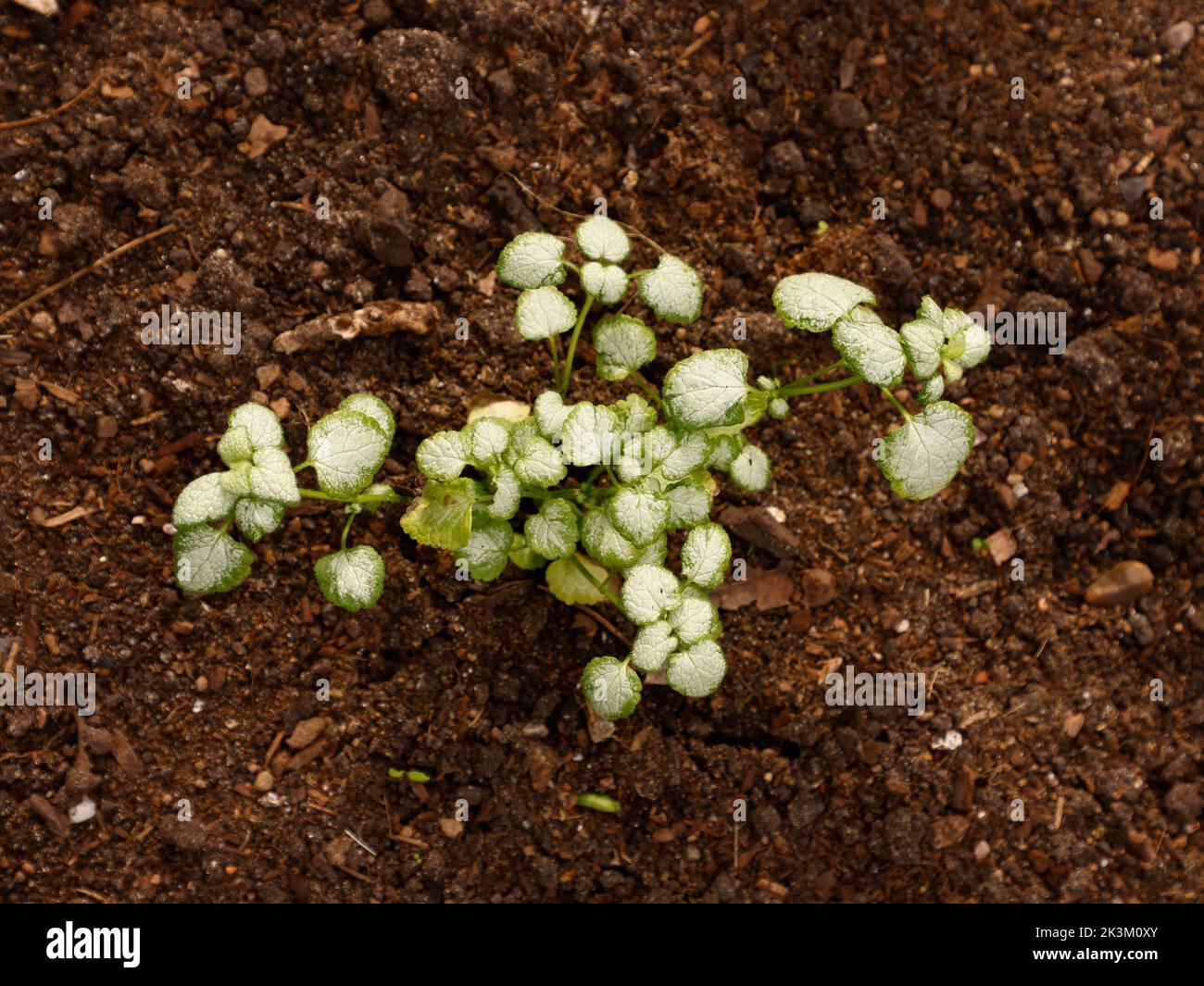Close up of the semi-evergreen low growing herbaceous perennial garden ...