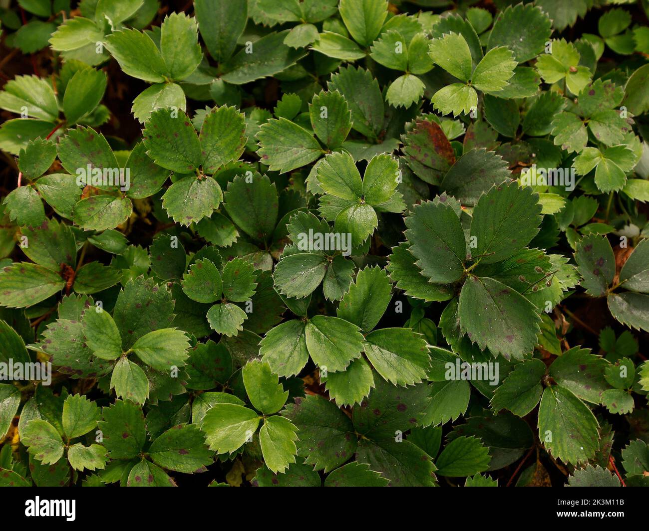 Close up of the evergreen herbaceous perennial low growing garden plant ...