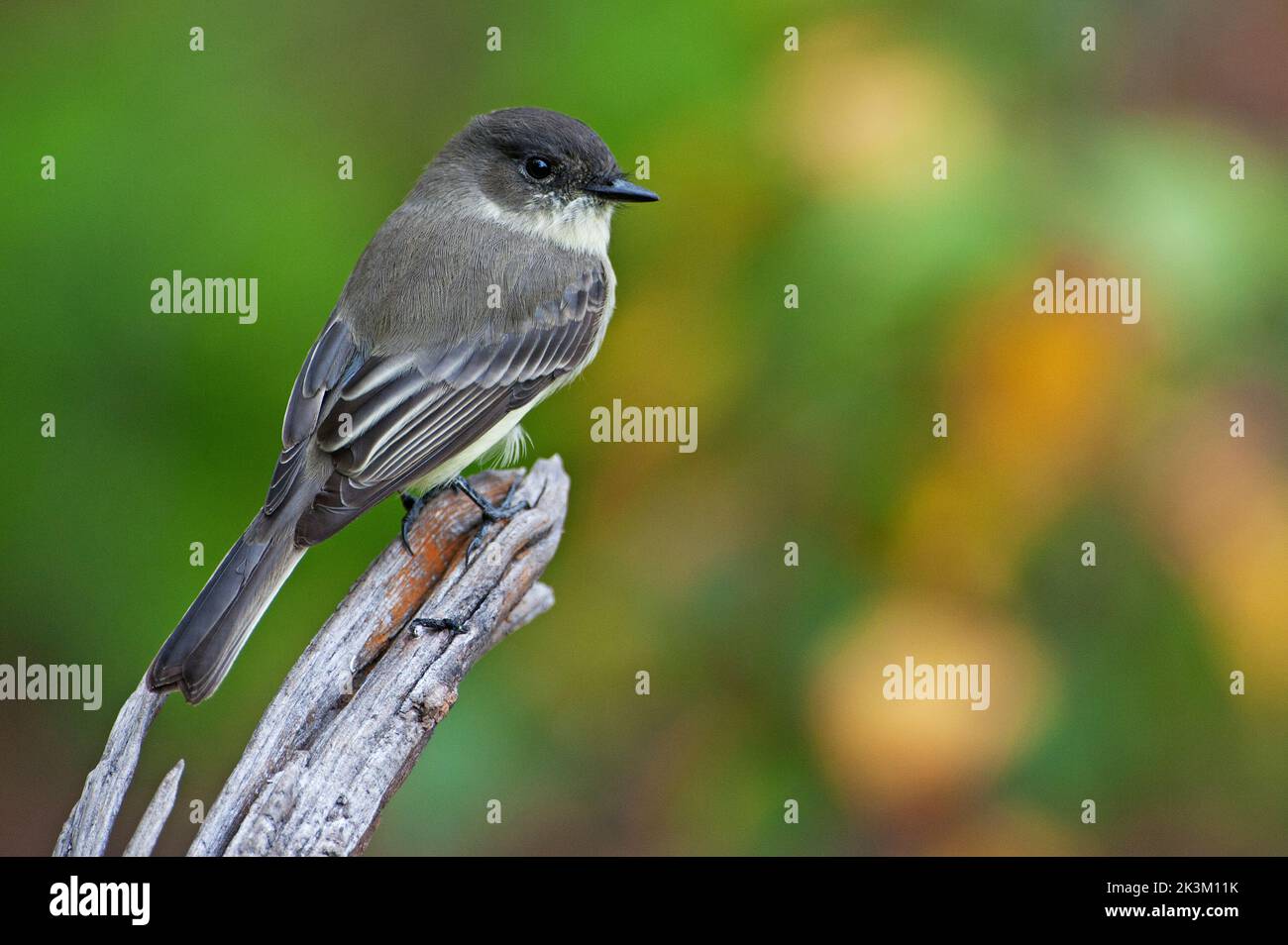 Fall songbird migration hi-res stock photography and images - Alamy