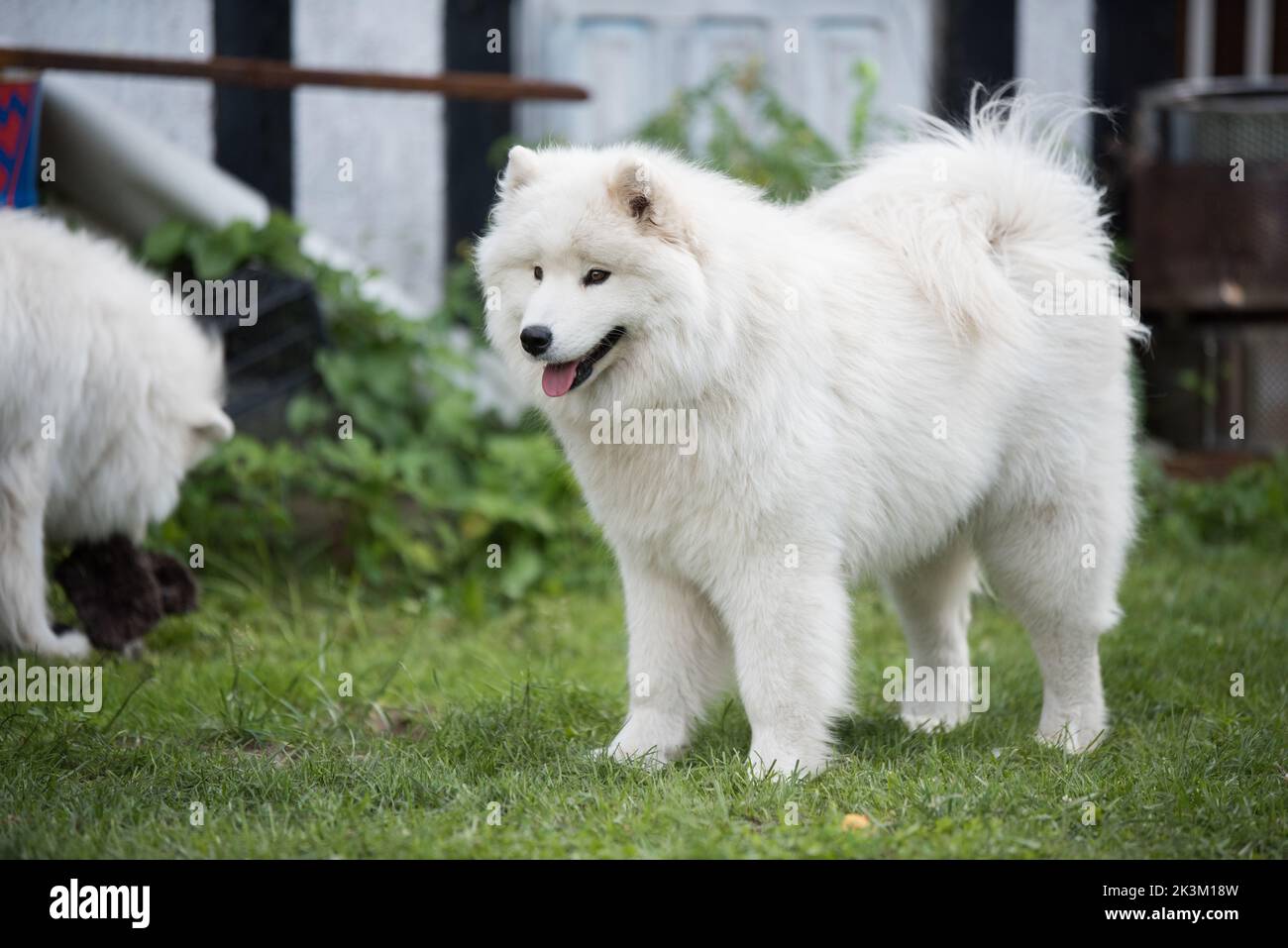 White Samoyed puppy sits in the courtyard. Dog in nature, a walk Stock ...