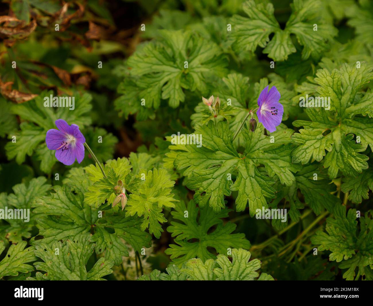 Deeply cut palmate leaves hi-res stock photography and images - Alamy