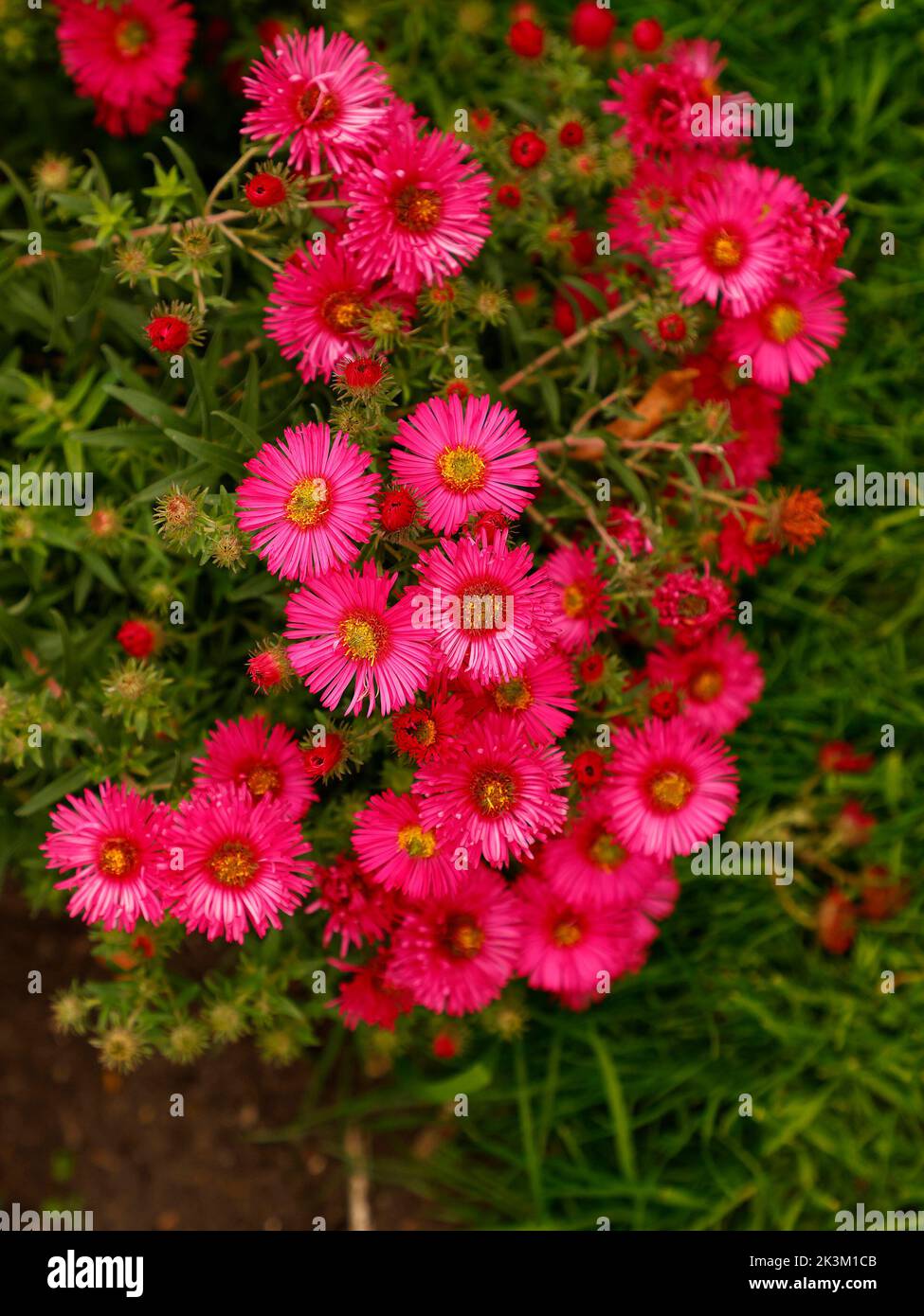 Close up of the red flowering deciduous herbaceous perennial garden ...