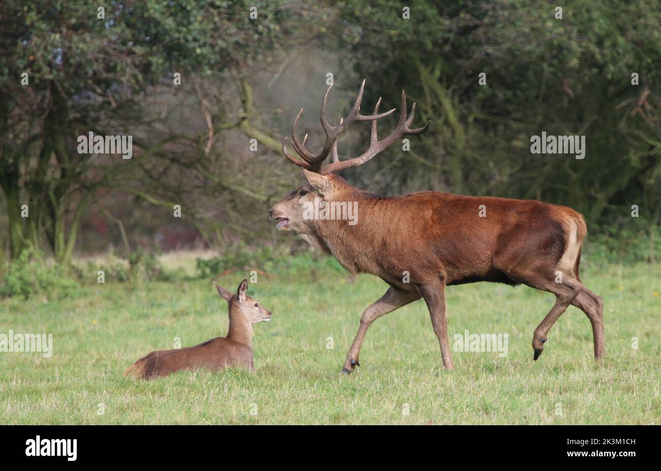 A majestic Red Deer Stag (Cervus elaphus) running with enormous antlers ...