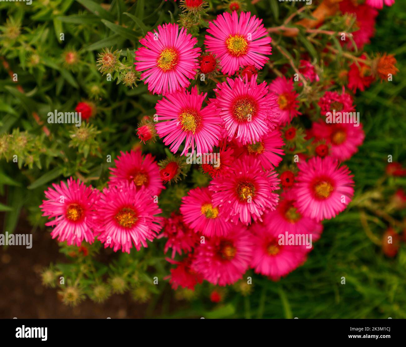 Close up of the red flowering deciduous herbaceous perennial garden ...