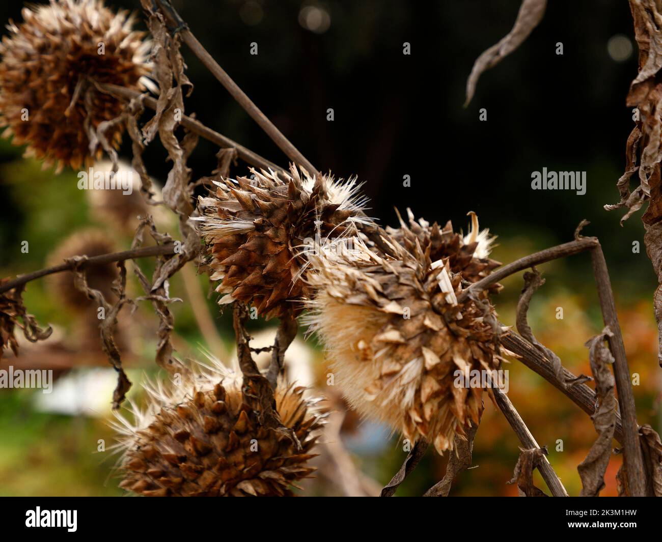 Close up wilted thistle hi-res stock photography and images - Alamy