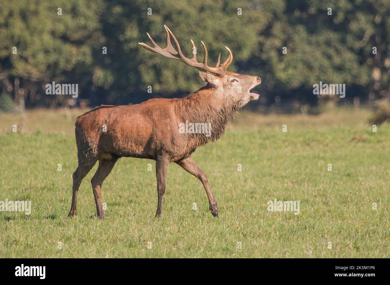A majestic Red Deer Stag (Cervus elaphus) a 10 pointer with enormous ...