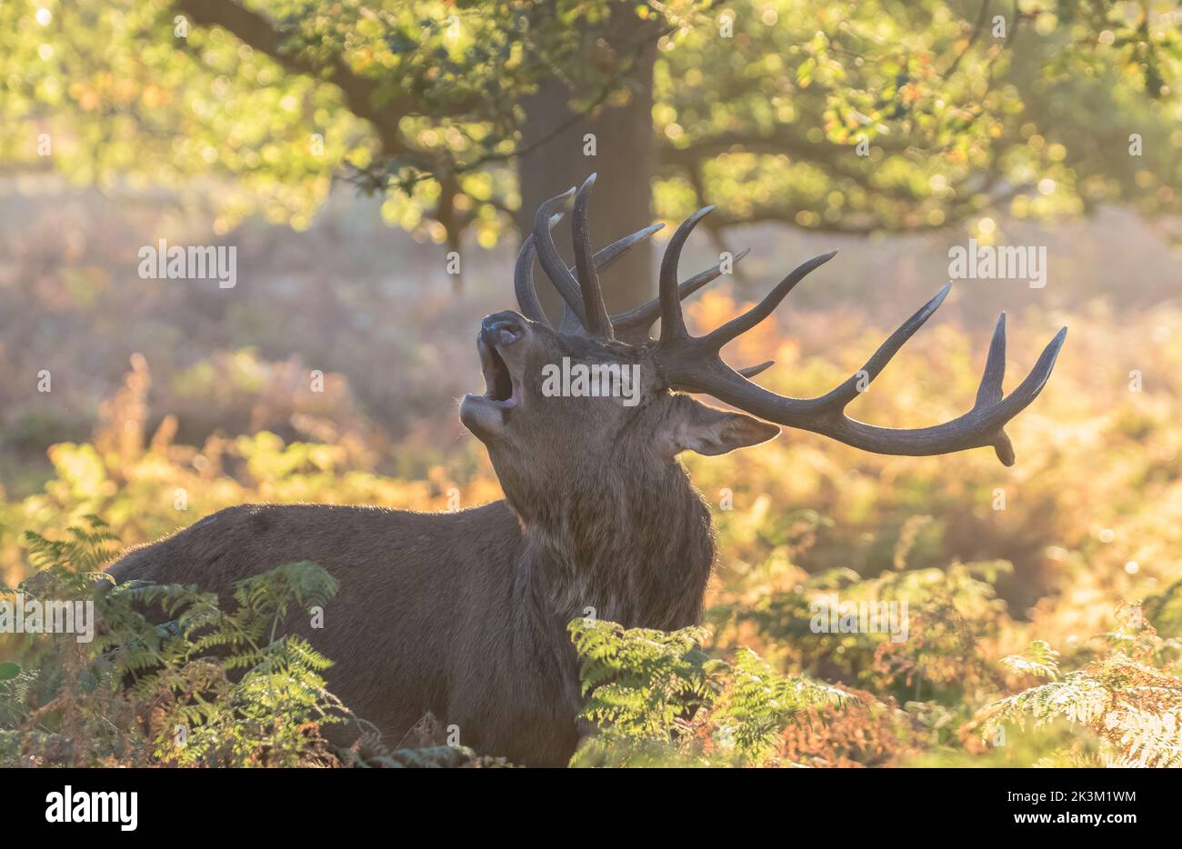 A majestic Red Deer Stag (Cervus elaphus) a 12 pointer with enormous ...