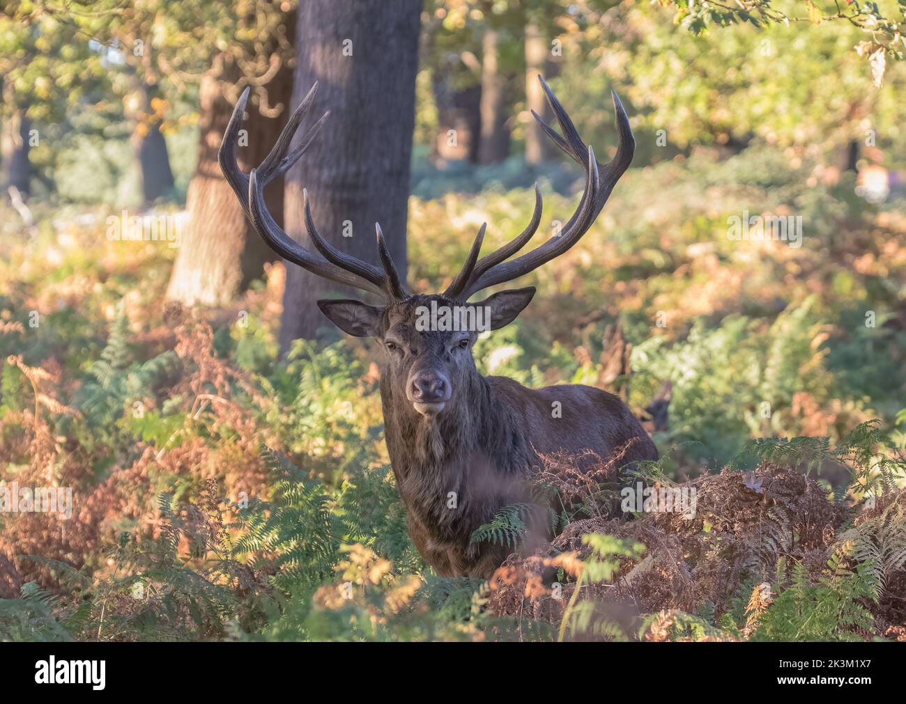 A majestic Red Deer Stag (Cervus elaphus) a 12 pointer with enormous ...