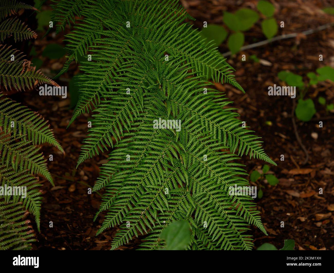 Close up of the graceful green foliage of a tall growing fern seen in ...