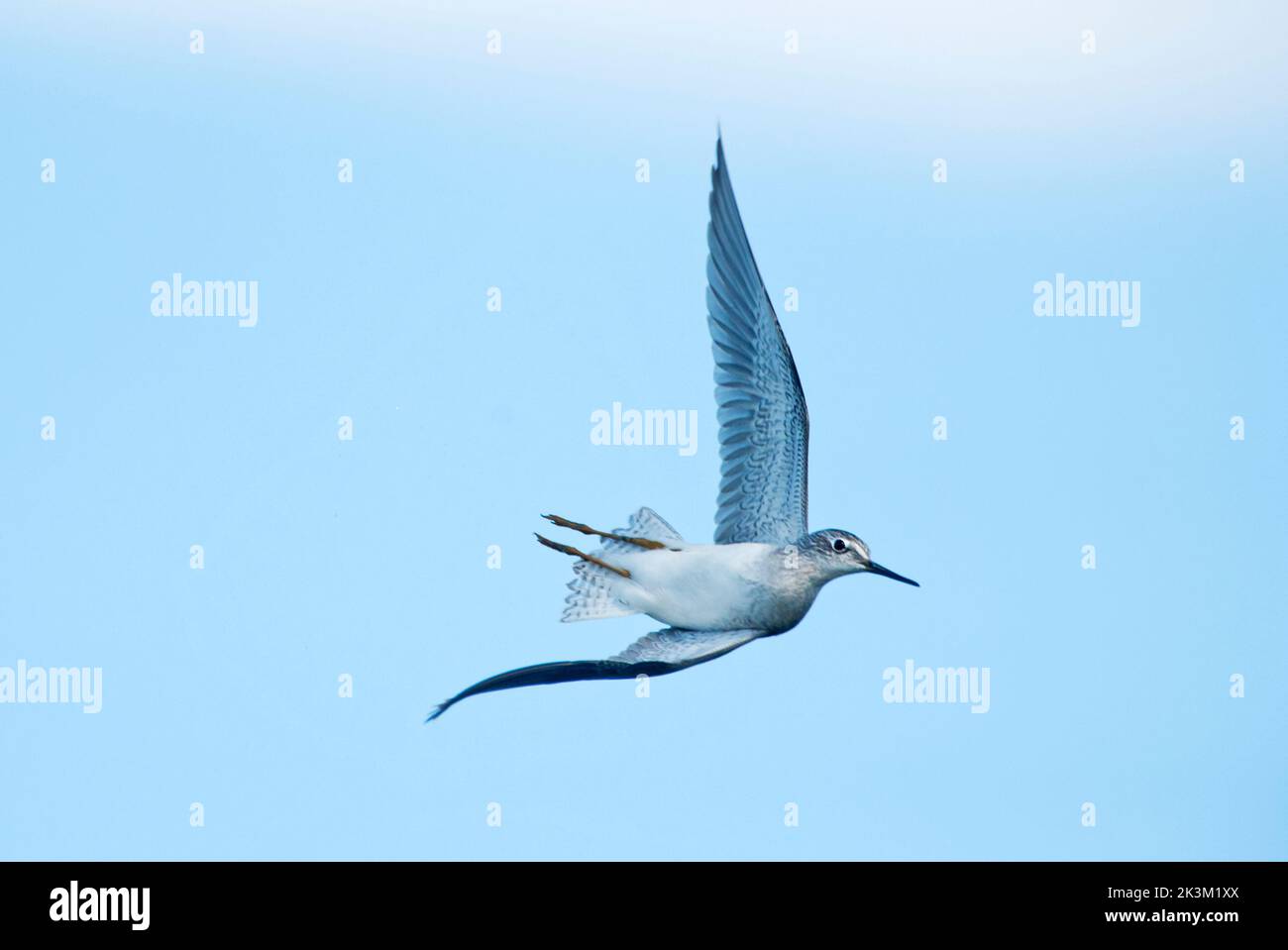 Yellowlegs in flight hi-res stock photography and images - Alamy