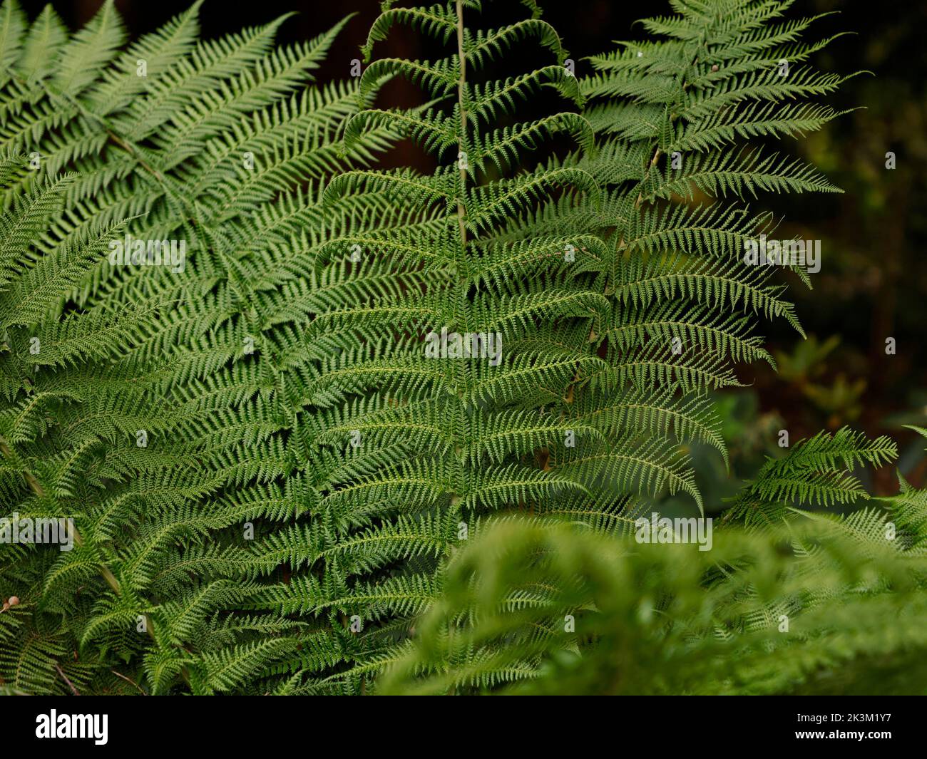 Close up of the graceful green foliage of a tall growing fern seen in ...