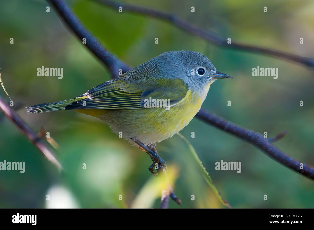 Nashville warbler during fall migration Stock Photo - Alamy