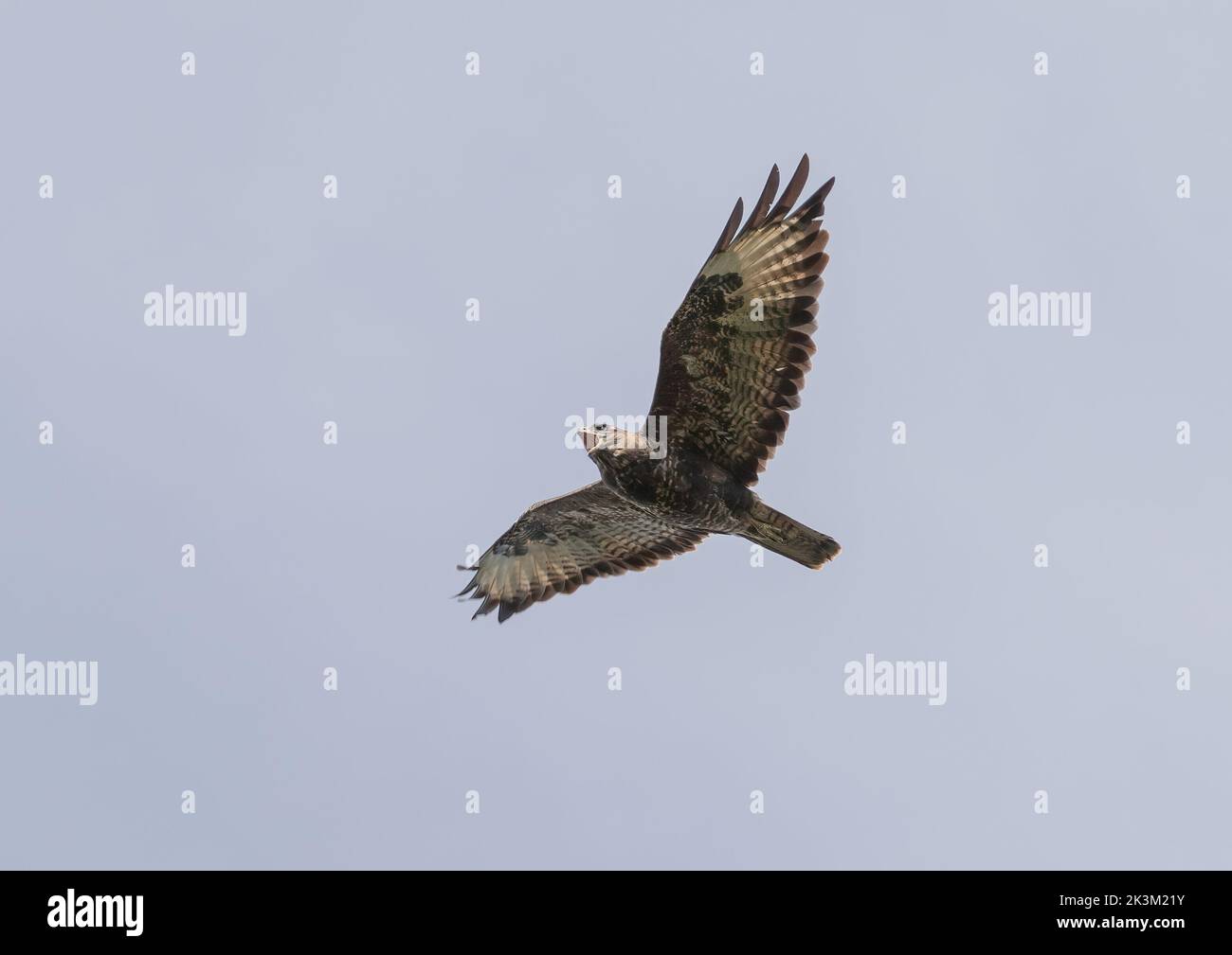 The underside feather detail on a flying Buzzard ( Buteo buteo ) with a ...
