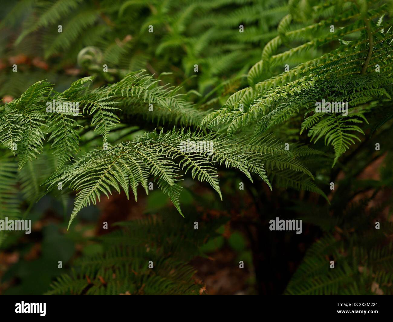 Close up of the graceful green foliage of a tall growing fern seen in ...
