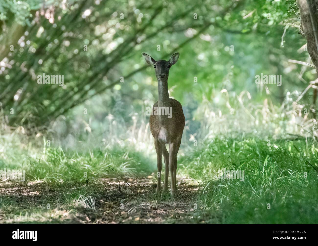 Female Fallow Deer ( Dama dama) standing in a woodland glade with ...