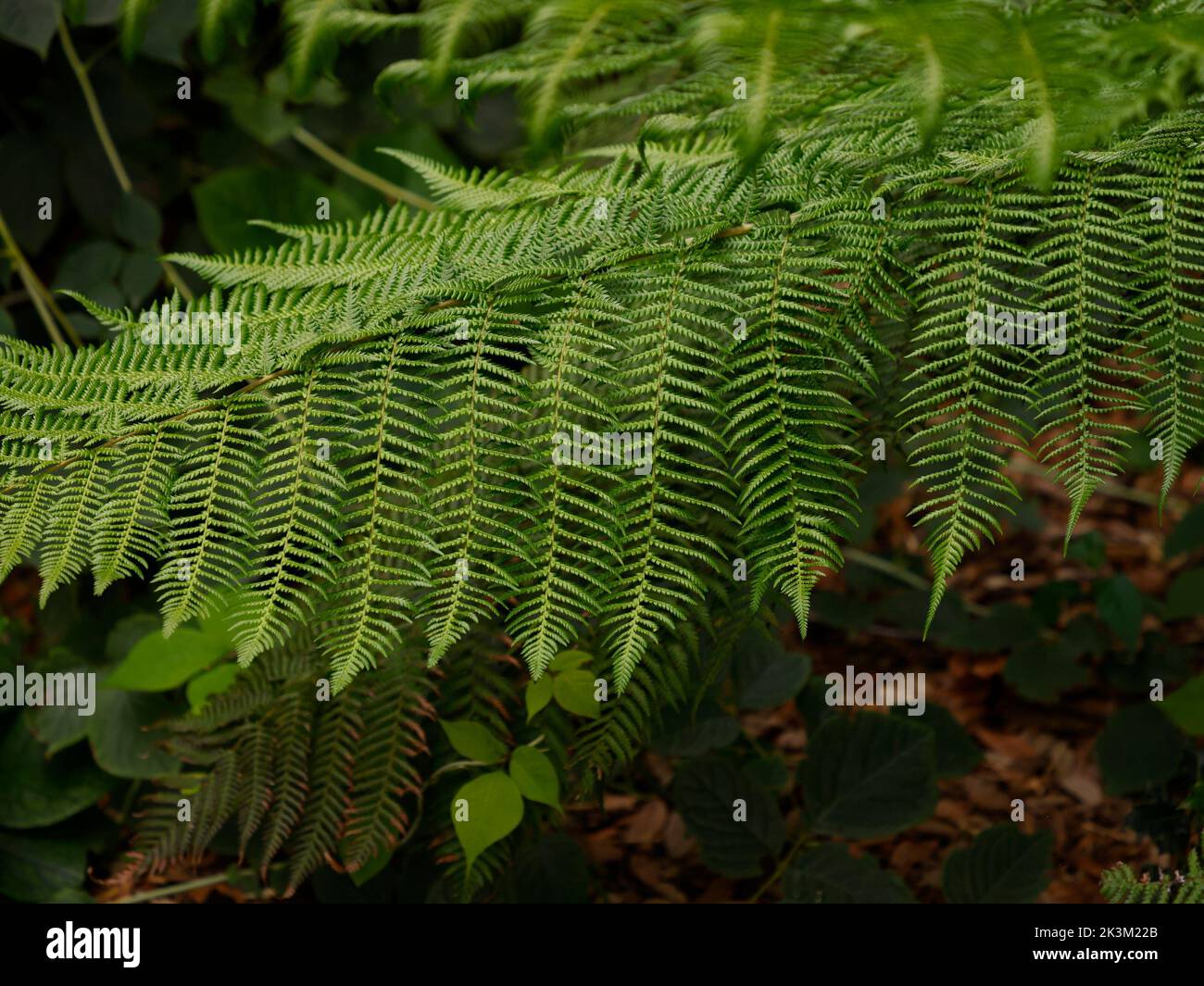 Close up of the graceful green foliage of a tall growing fern seen in ...