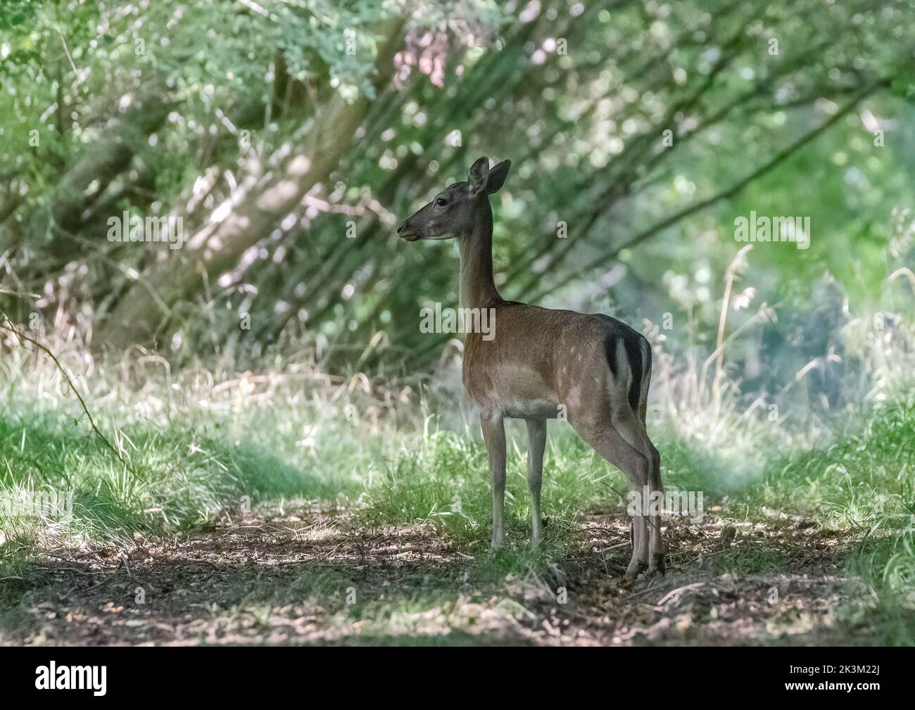 Female Fallow Deer ( Dama dama) standing in a woodland glade with ...