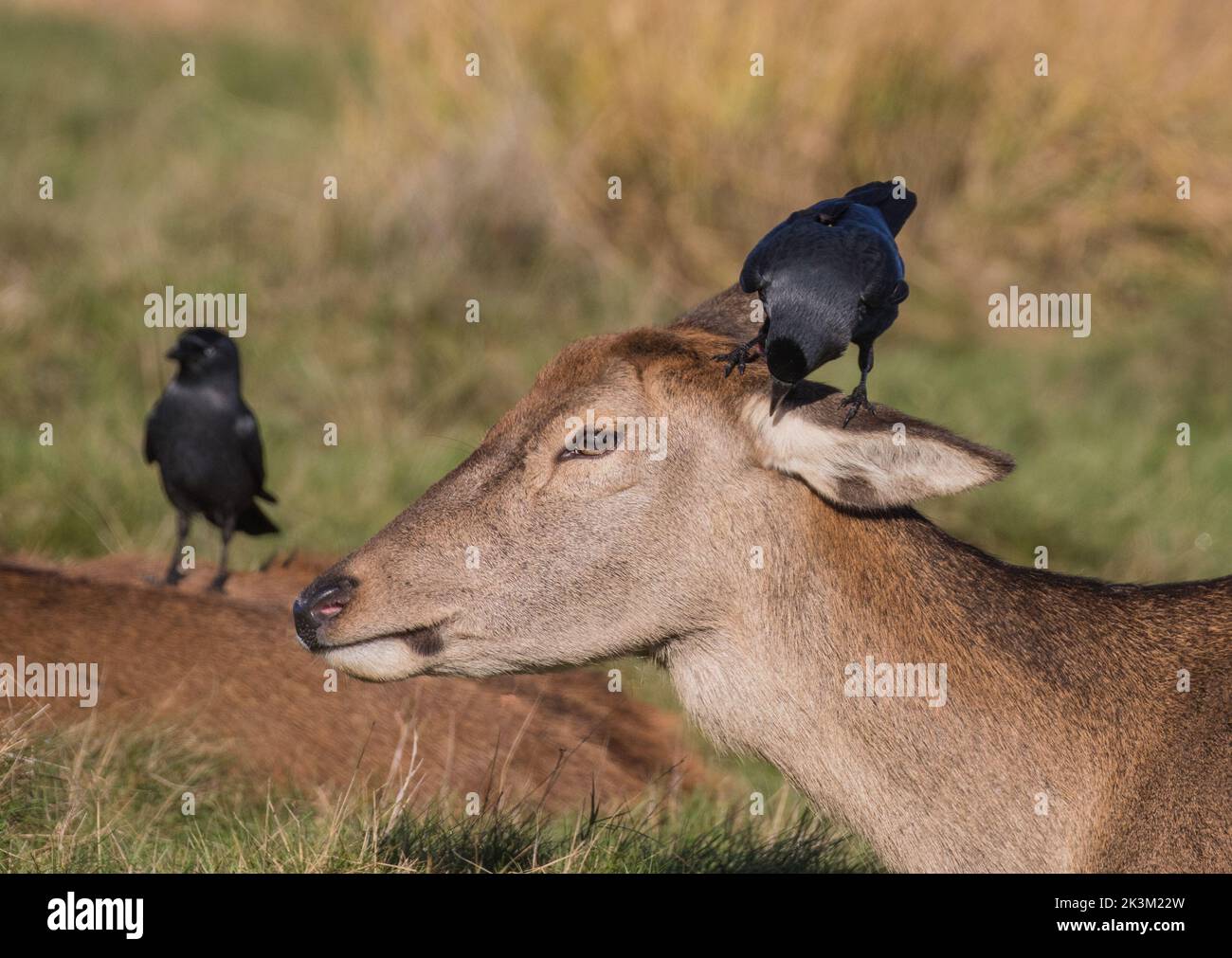 Woodland deer species hi-res stock photography and images - Alamy