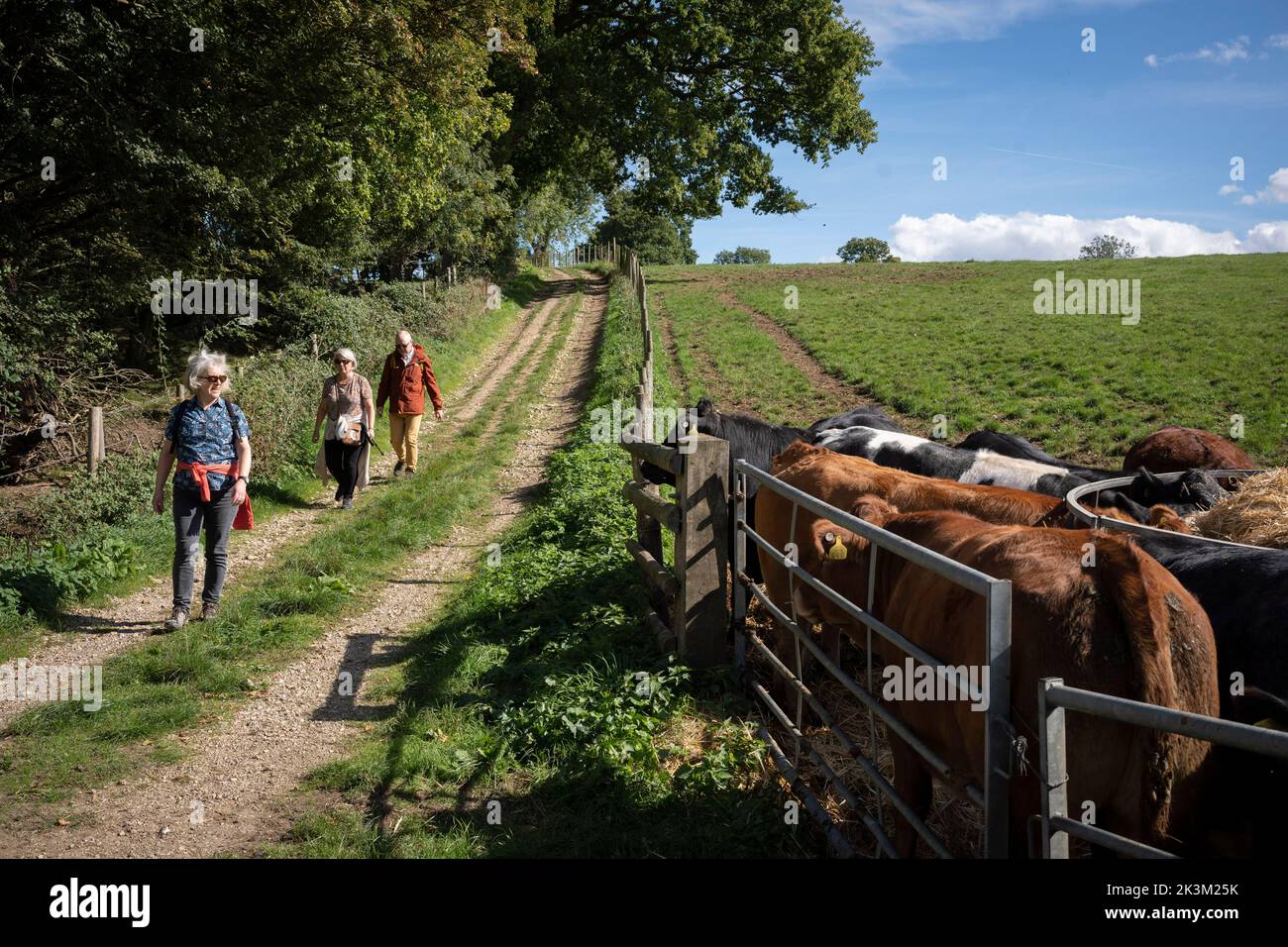Three friends enjoy a weekend walk past young cattle, a right of way ...