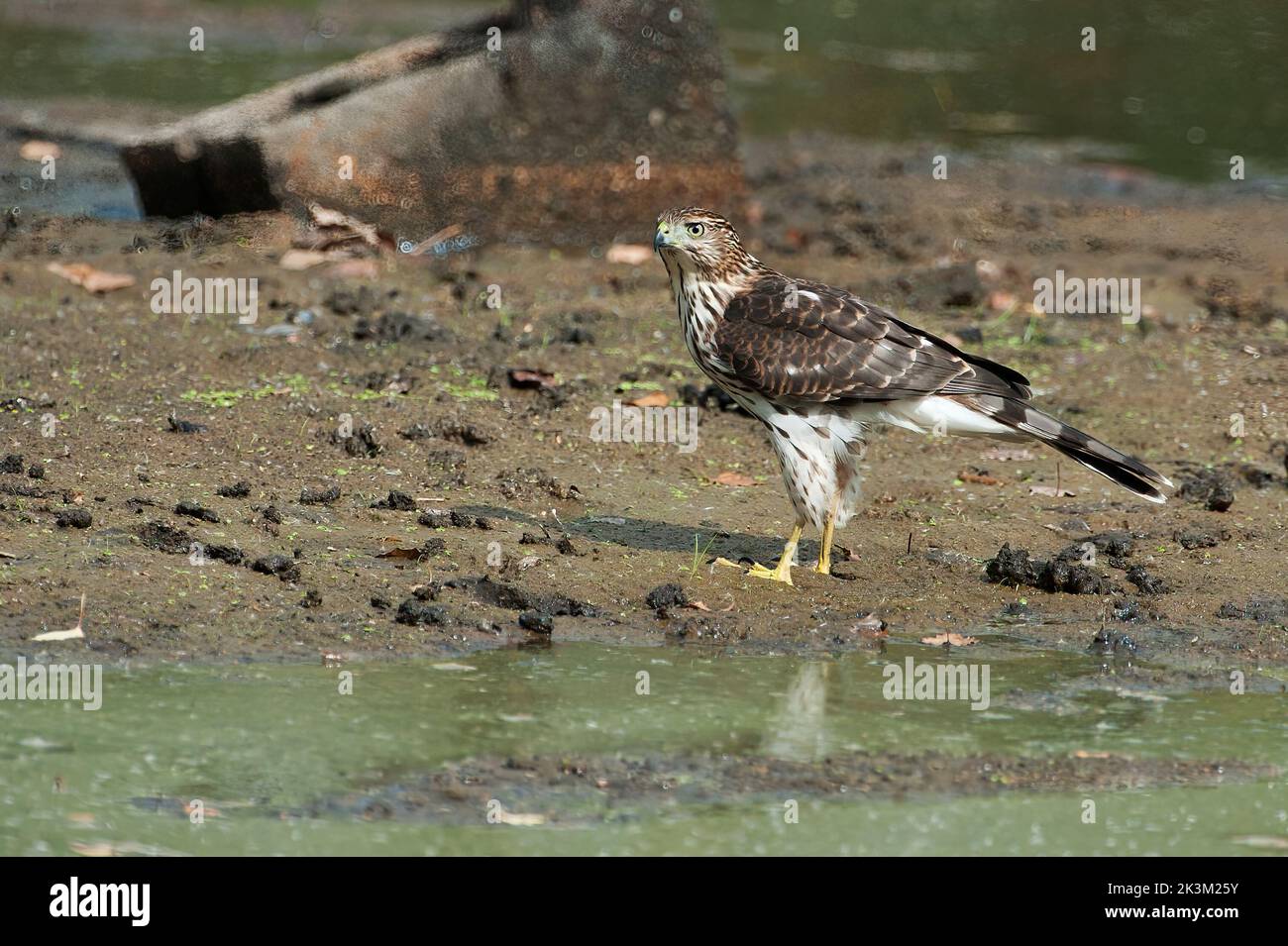 Sharp-shinned hawk in urban environment during fall migration Stock ...