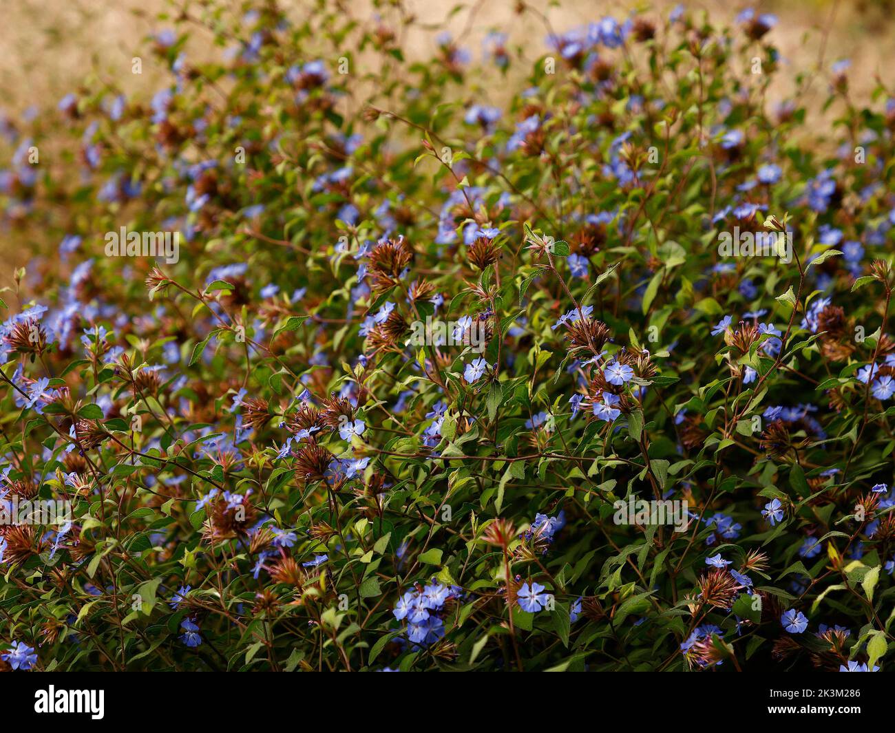 Close up of the autumn flowering perennial garden plant Ceratostigma ...